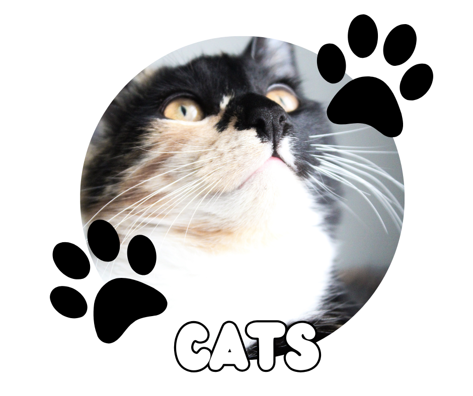Cats – Paws and Claws Manawatu