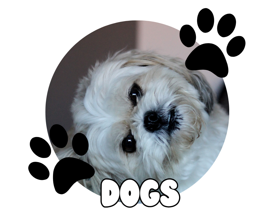 Dogs – Paws and Claws Manawatu
