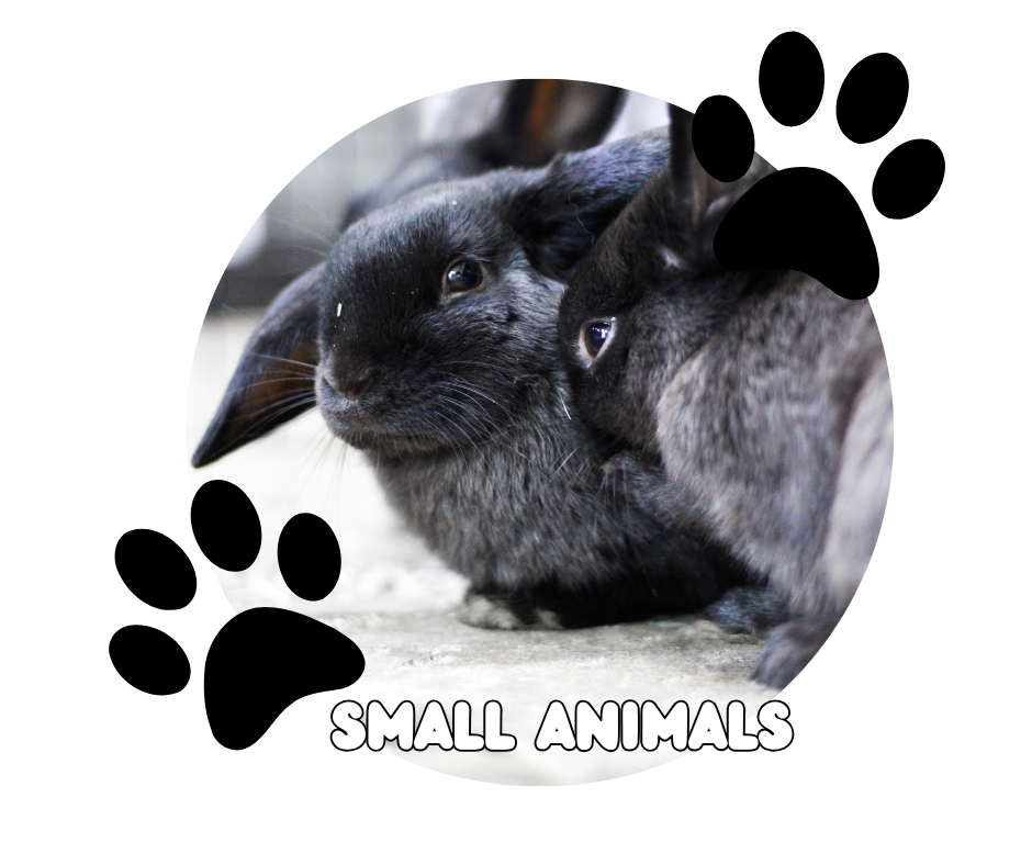 Small Animals – Paws and Claws Manawatu