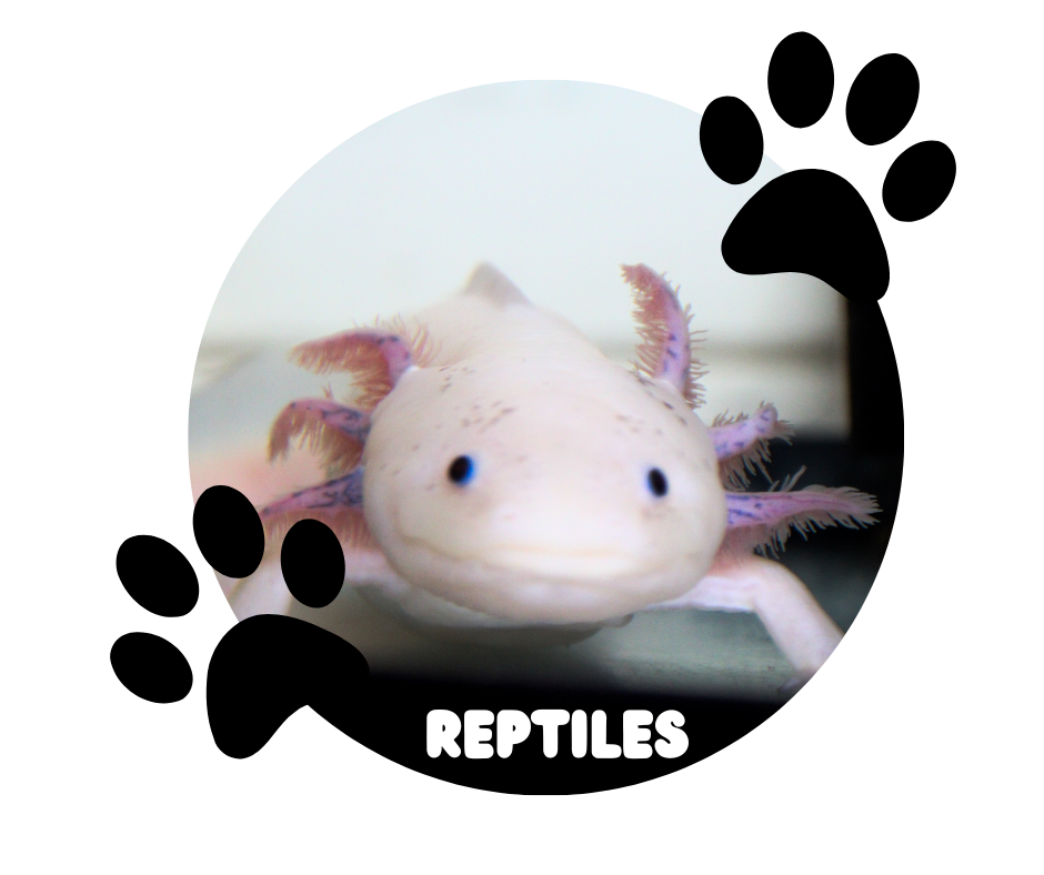 Reptiles – Paws and Claws Manawatu