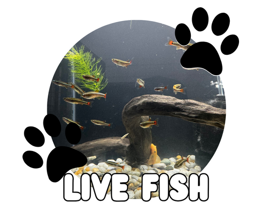 Live Fish – Paws and Claws Manawatu