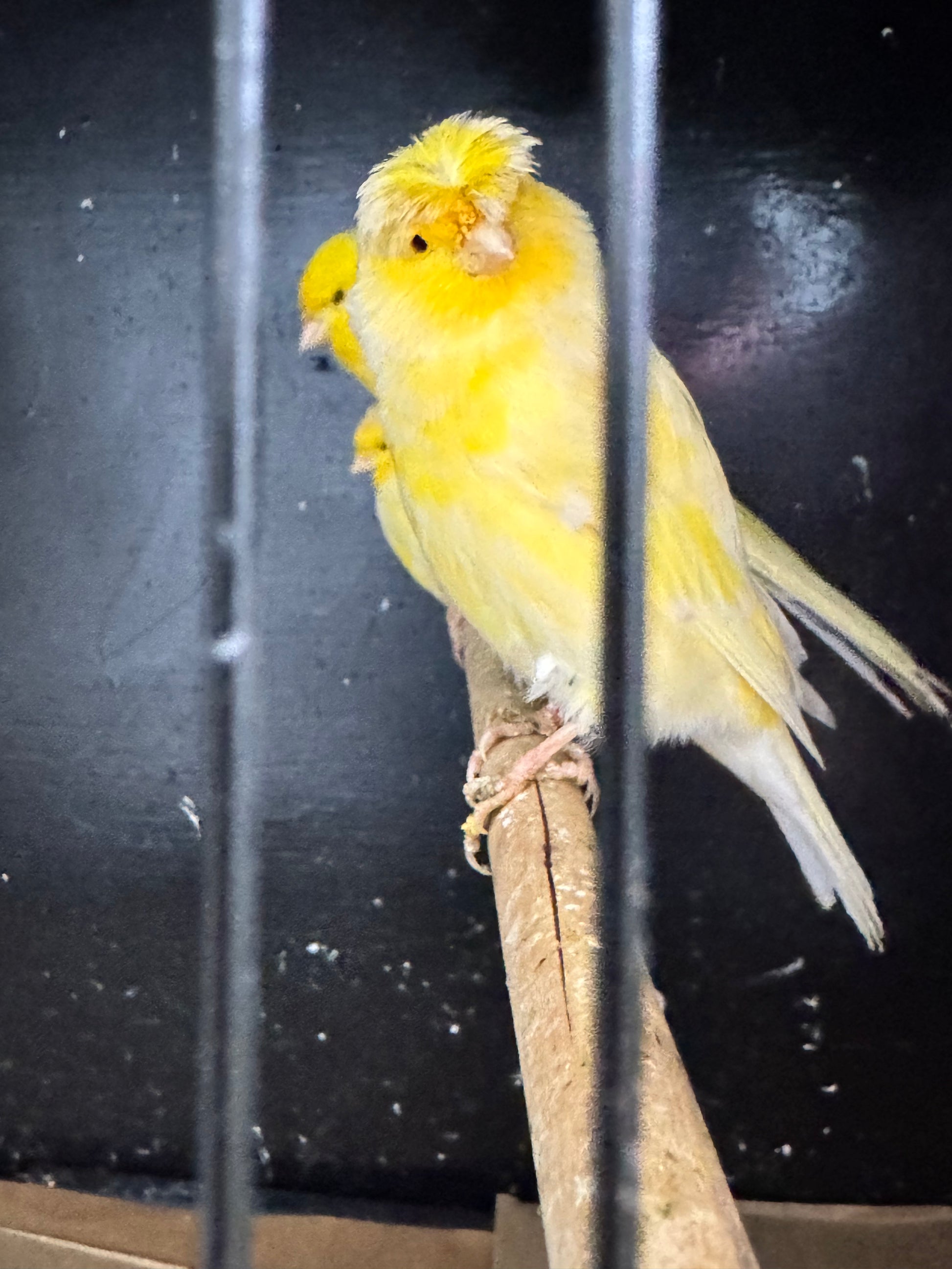 Adult Male Canary’s (Singing Birds) – Paws & Claws