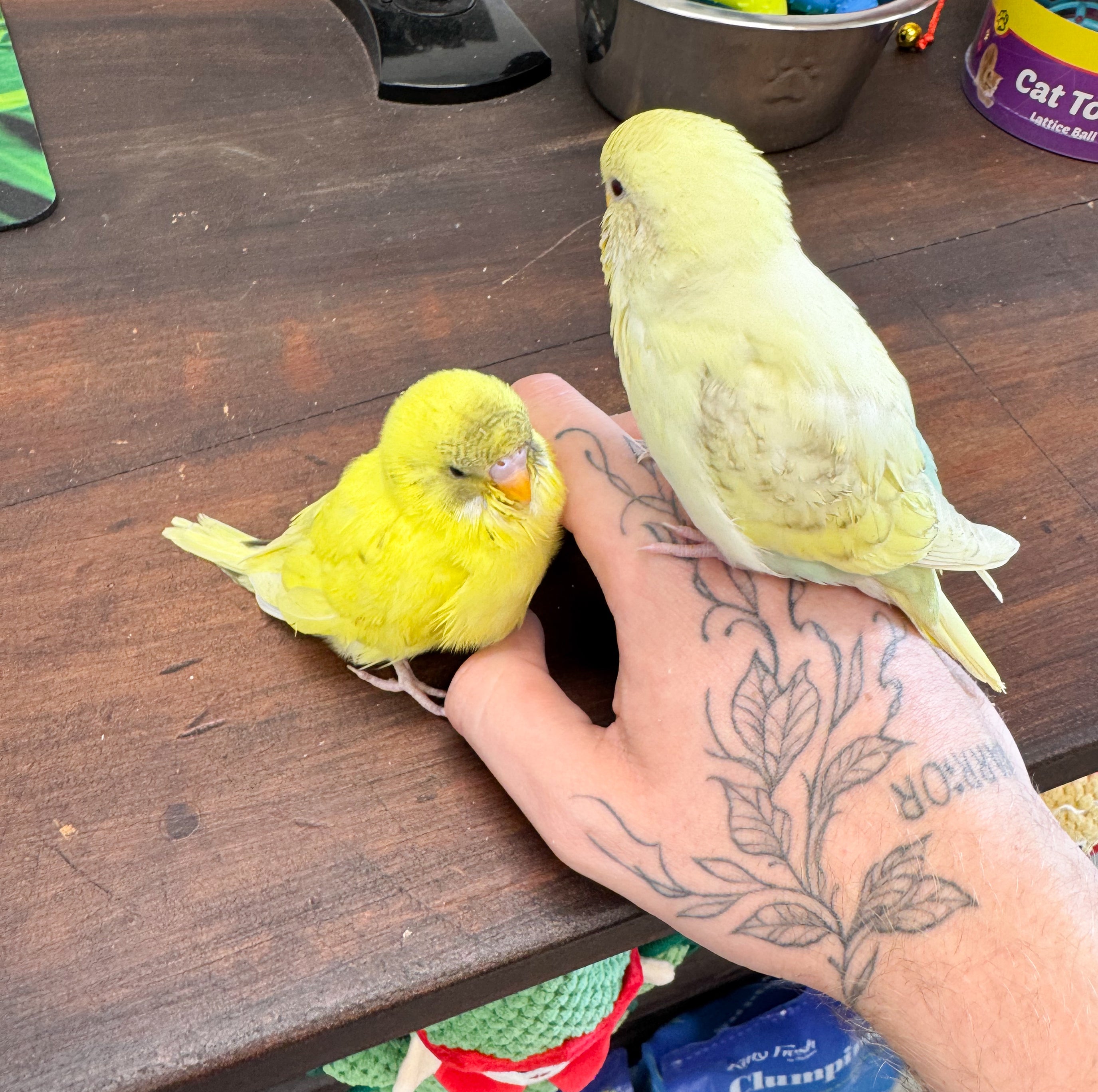 Paws and claws Manawatu – Paws and Claws Manawatu
